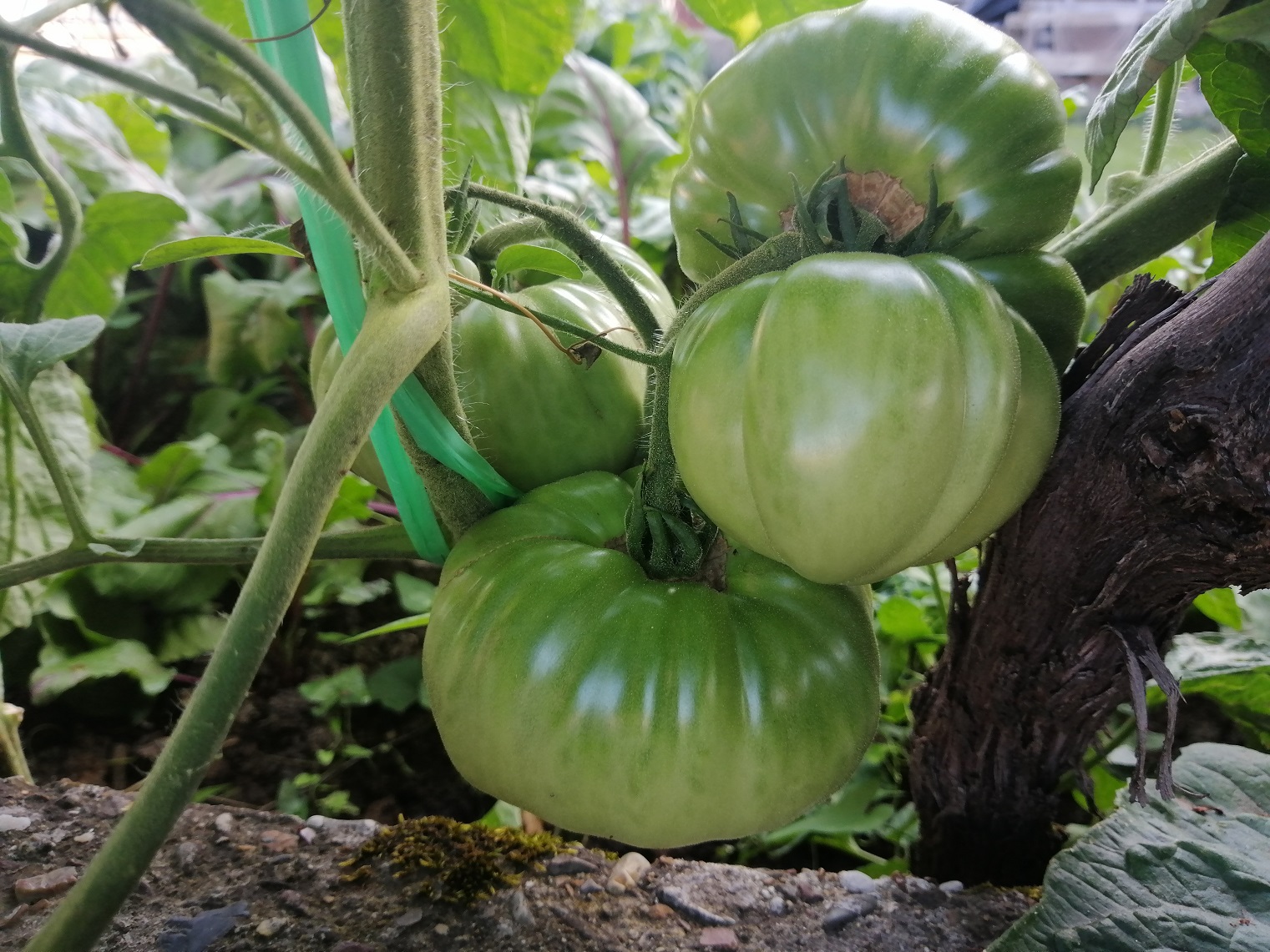 Da li je otrovan zeleni paradajz i kako da sazri što prije
