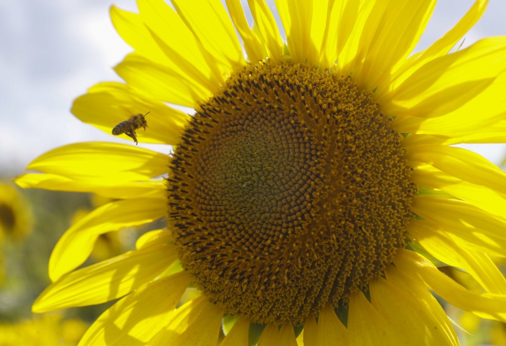 Kako tretirati ubod od ose ili pčele
