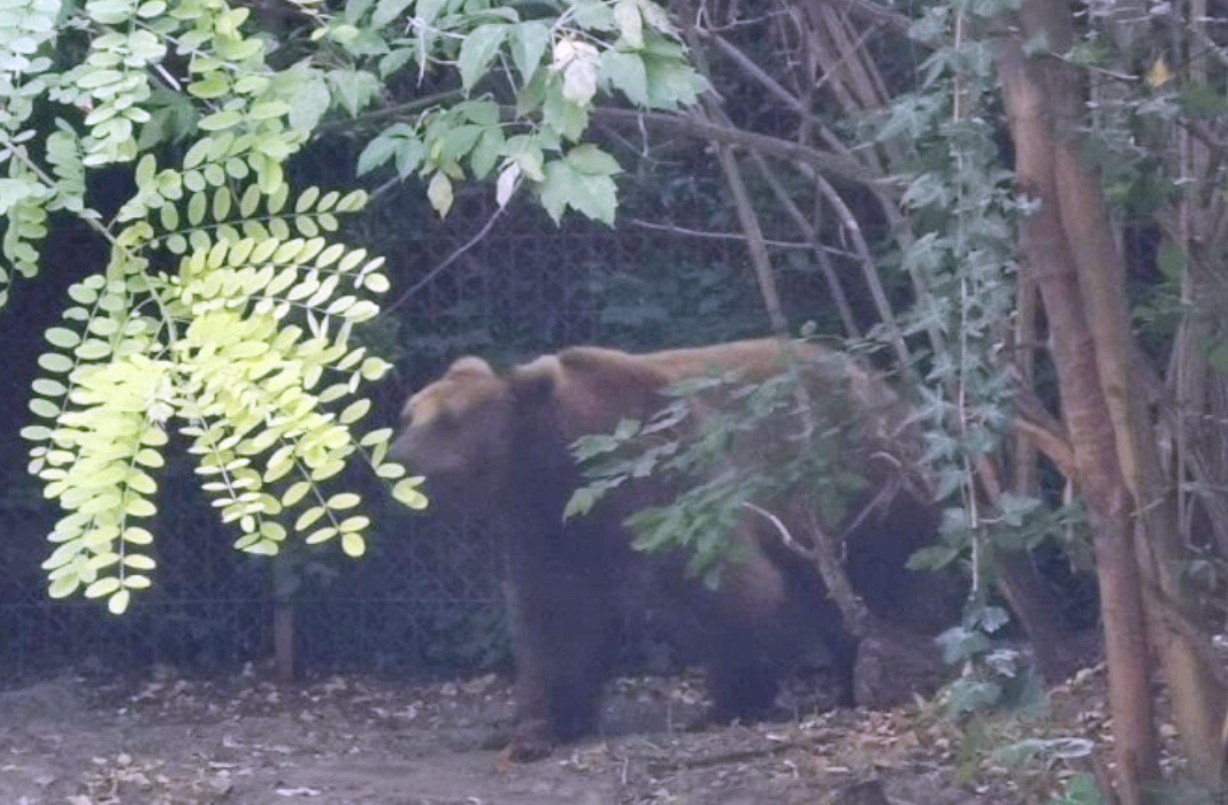 Medvjedica Jelisaveta dobila ogrlicu