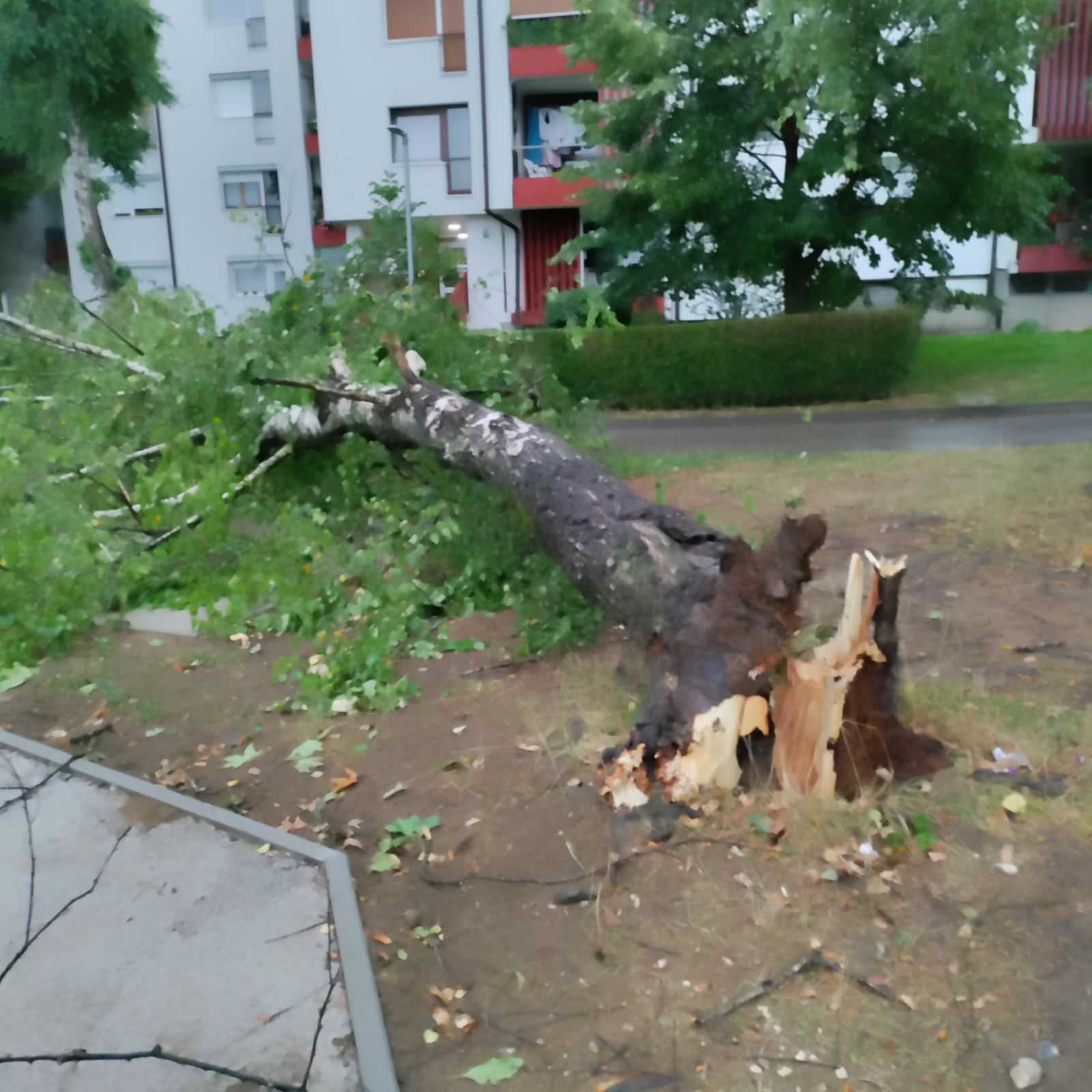 Stablo palo na dječije igralište