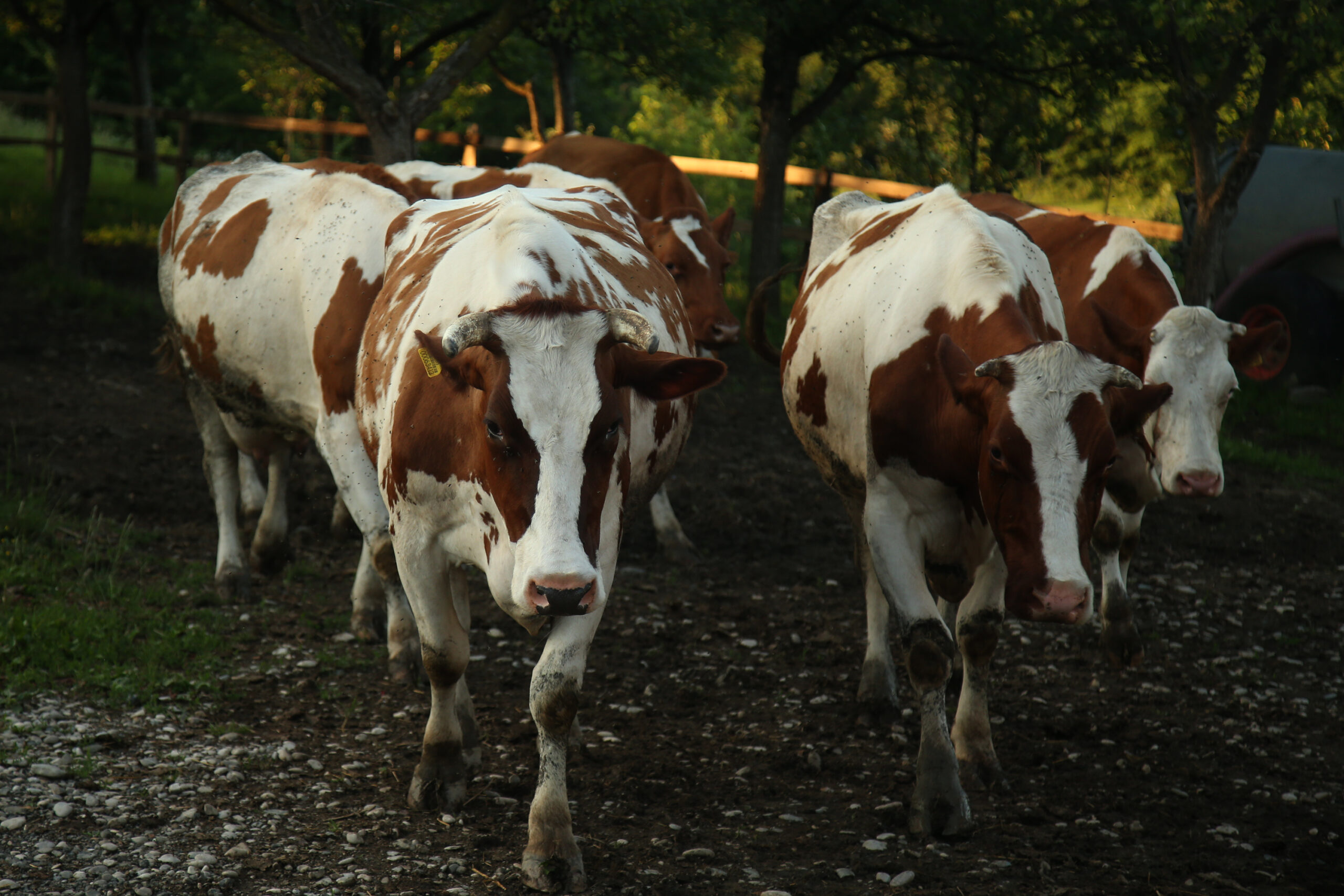 Saznajte šta je srozalo poljoprivredu u BiH