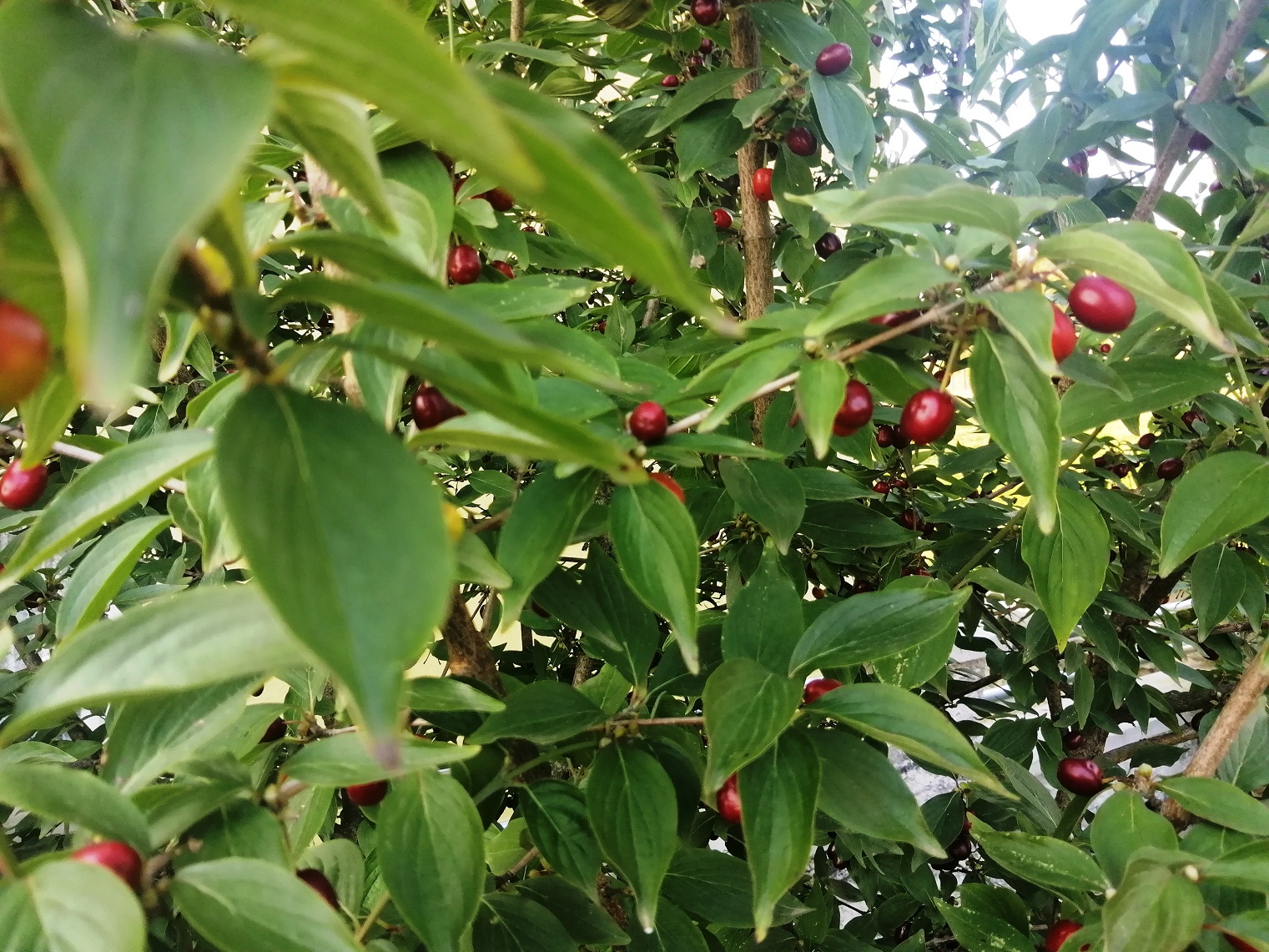 Rodila drenjina u Lijevču (FOTO)