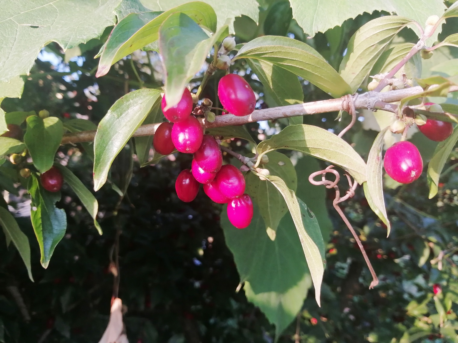 Rodila drenjina u Lijevču (FOTO)
