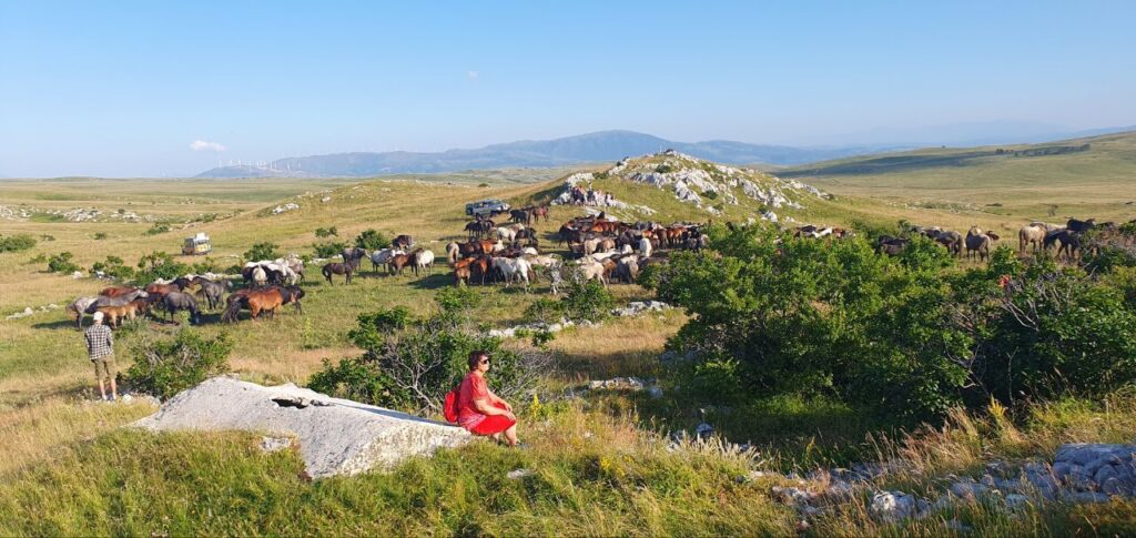 Odakle su DIVLJI KONJI došli na Cincar kod Livna