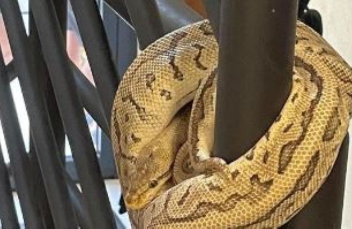 Stanare zgrade šokirao piton, niko ne zna kako se zmija pojavila (VIDEO)