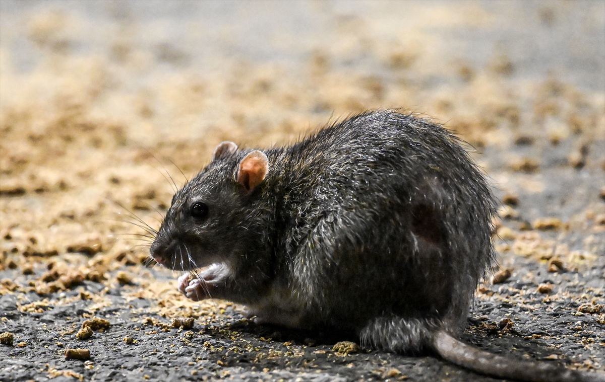 Sve više pacova na ulicama Njujorka