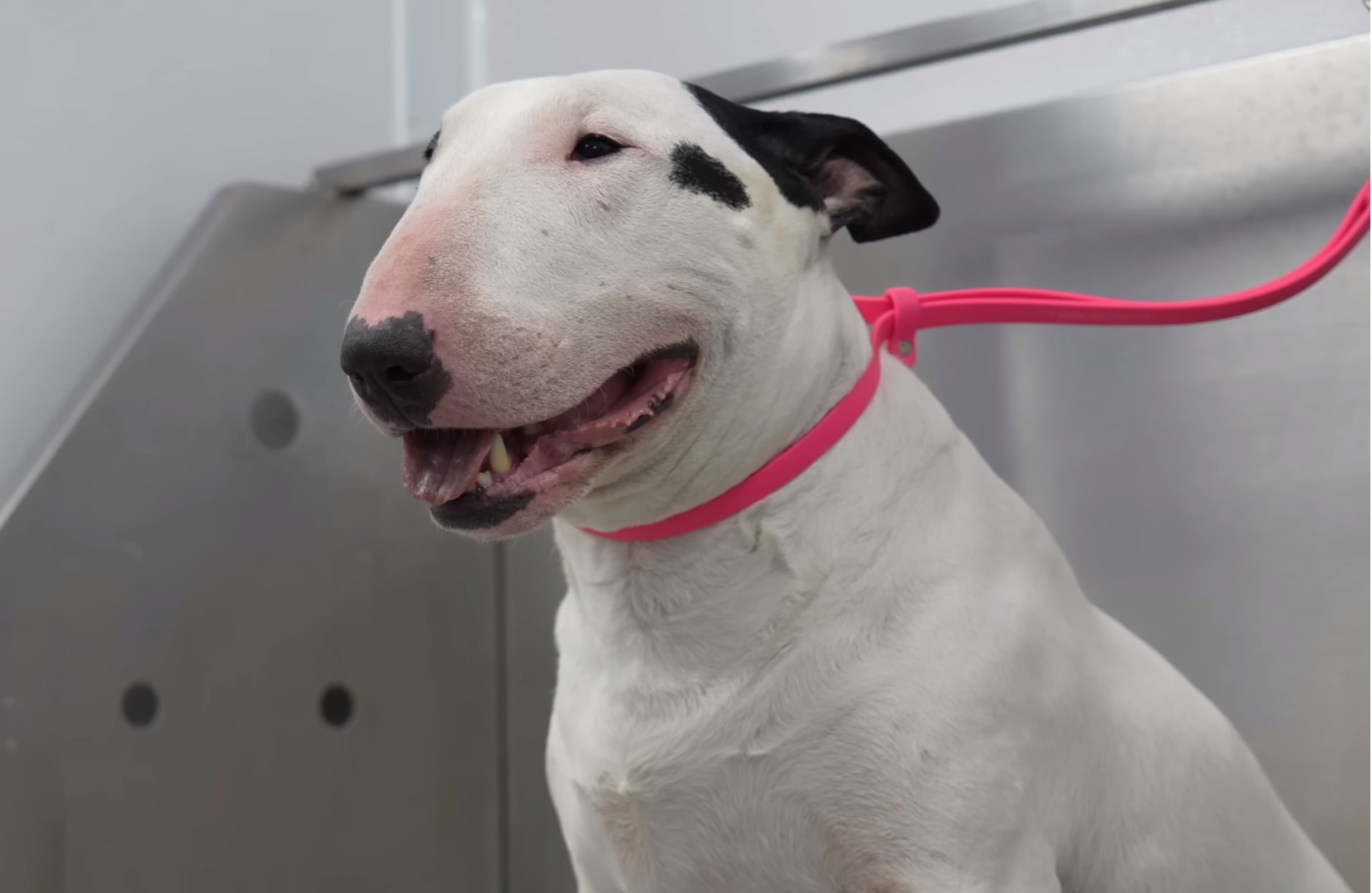 Bul terijer je nepravedno žigosan pas, pogledajte i zašto