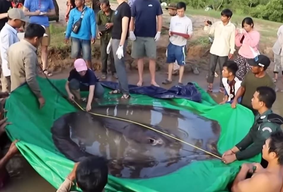 Uhvaćena najveća riba svih vremena, teška više od 300 kilograma