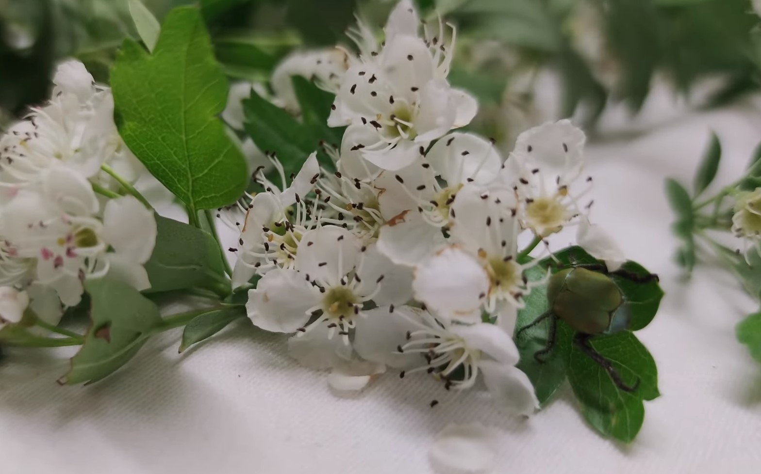 Glog se smatra najljekovitijom biljkom u prirodi