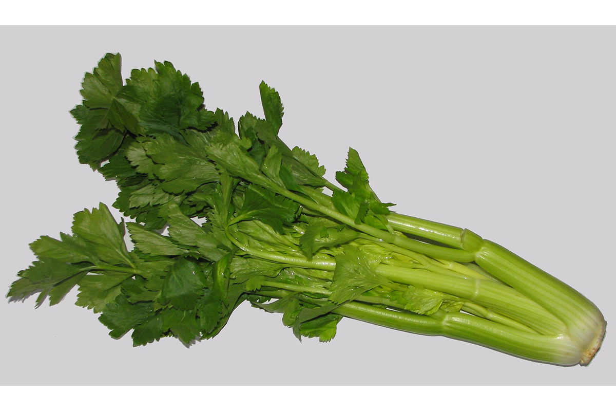 Magična moć minerala, biljaka i moderne medicine (30): Melem od celera