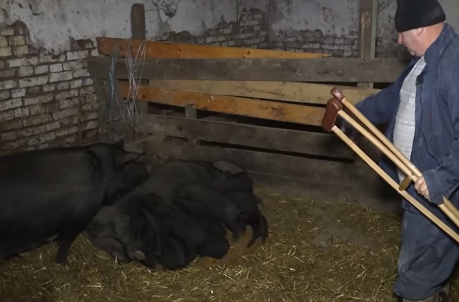 Krmača oprasila 22 prasića, stočar Mišo na 13. prestao da broji