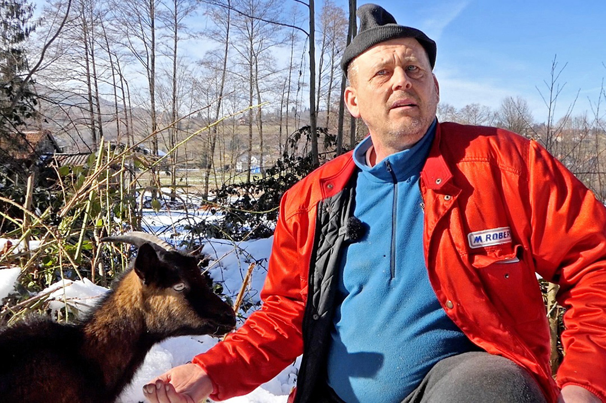 Elvedin ima 17 koza, koje jedu bijeli luk i žive kao gospođe