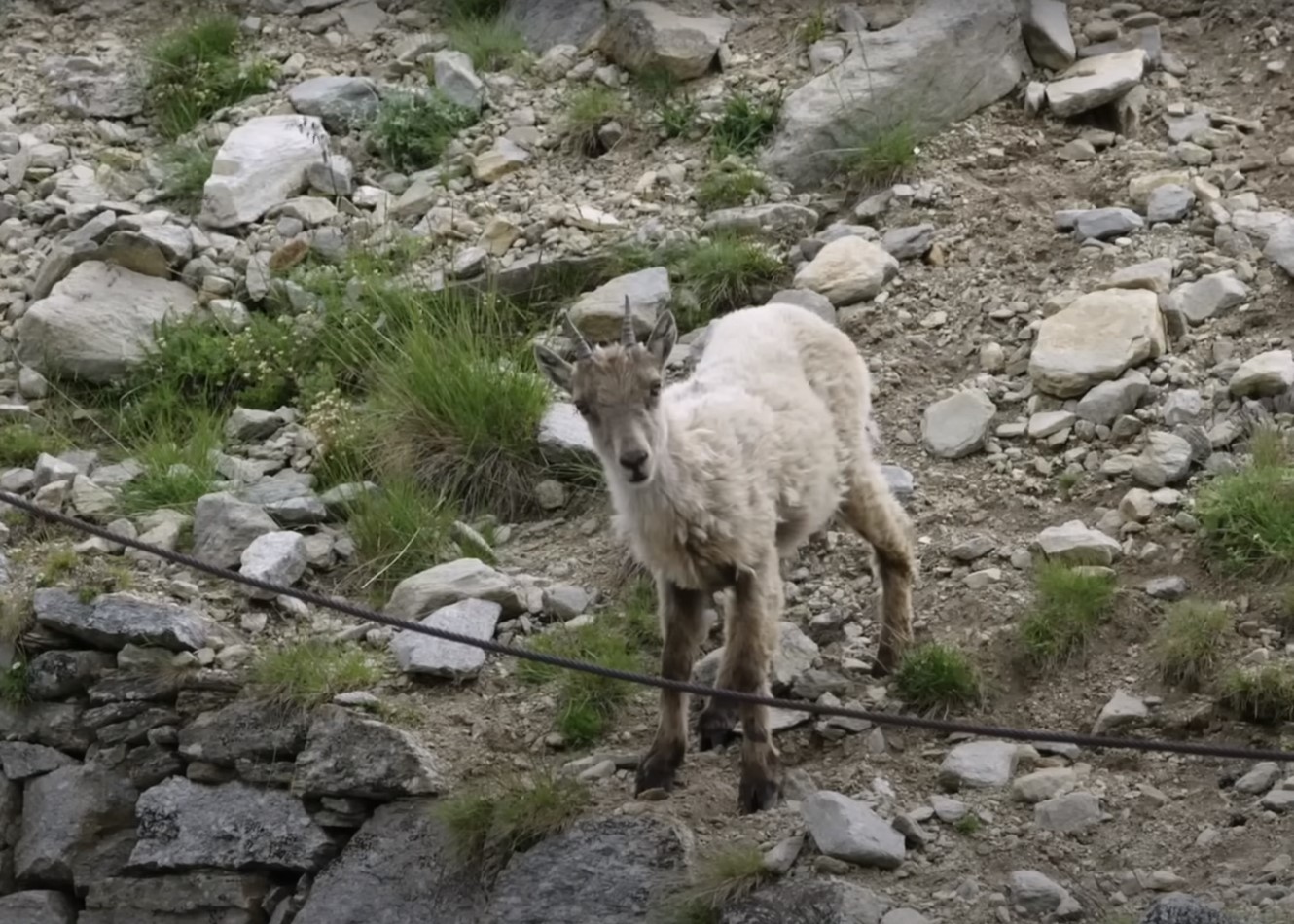Divlje koze su vaše na jednom ostrvu u Italiji ali prvo nešto morate ...