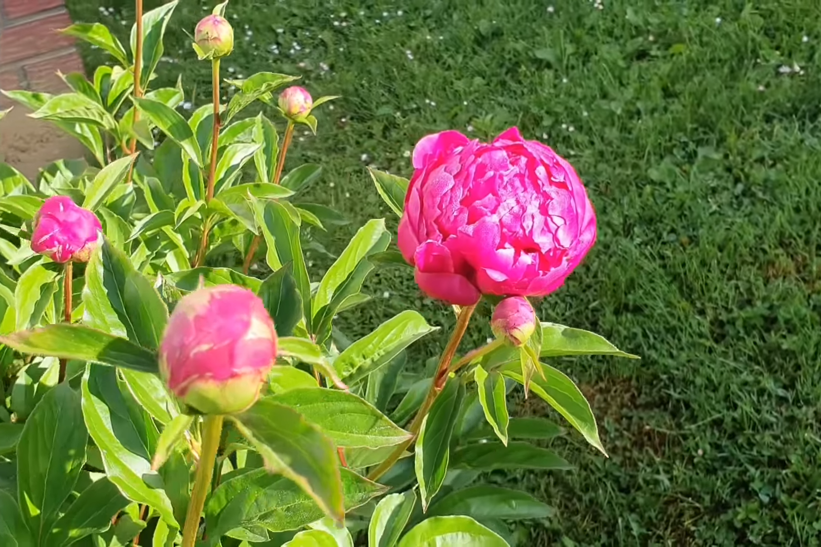 Božur, mnogima najljepši majski cvijet, ima moćnu simboliku