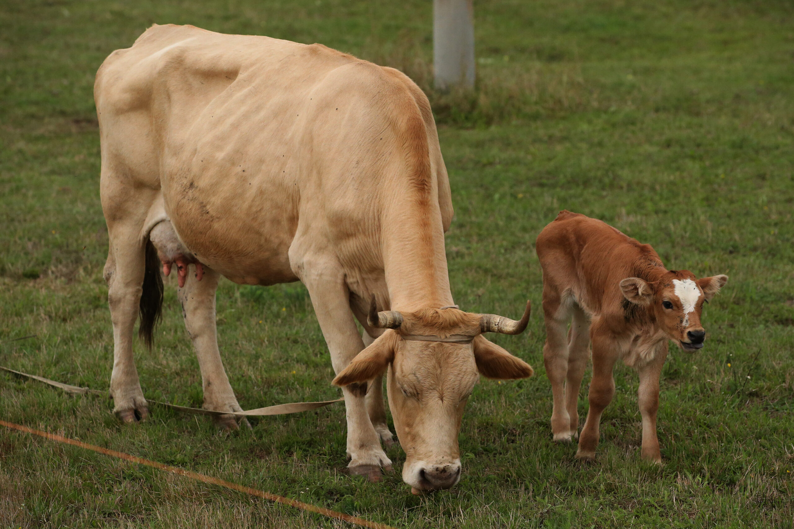 Krava u snu nije slučajnost, evo šta simbolizuju bijela, crna i smeđa ...