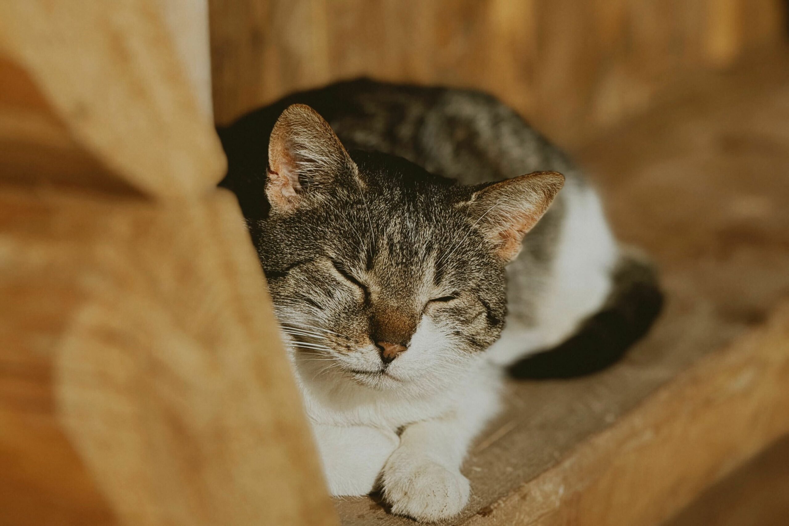 Ova vrsta cvijeća je otrovna za mačke
