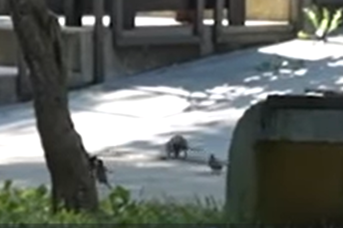 U centru Banjaluke snimljen pacov dok trči