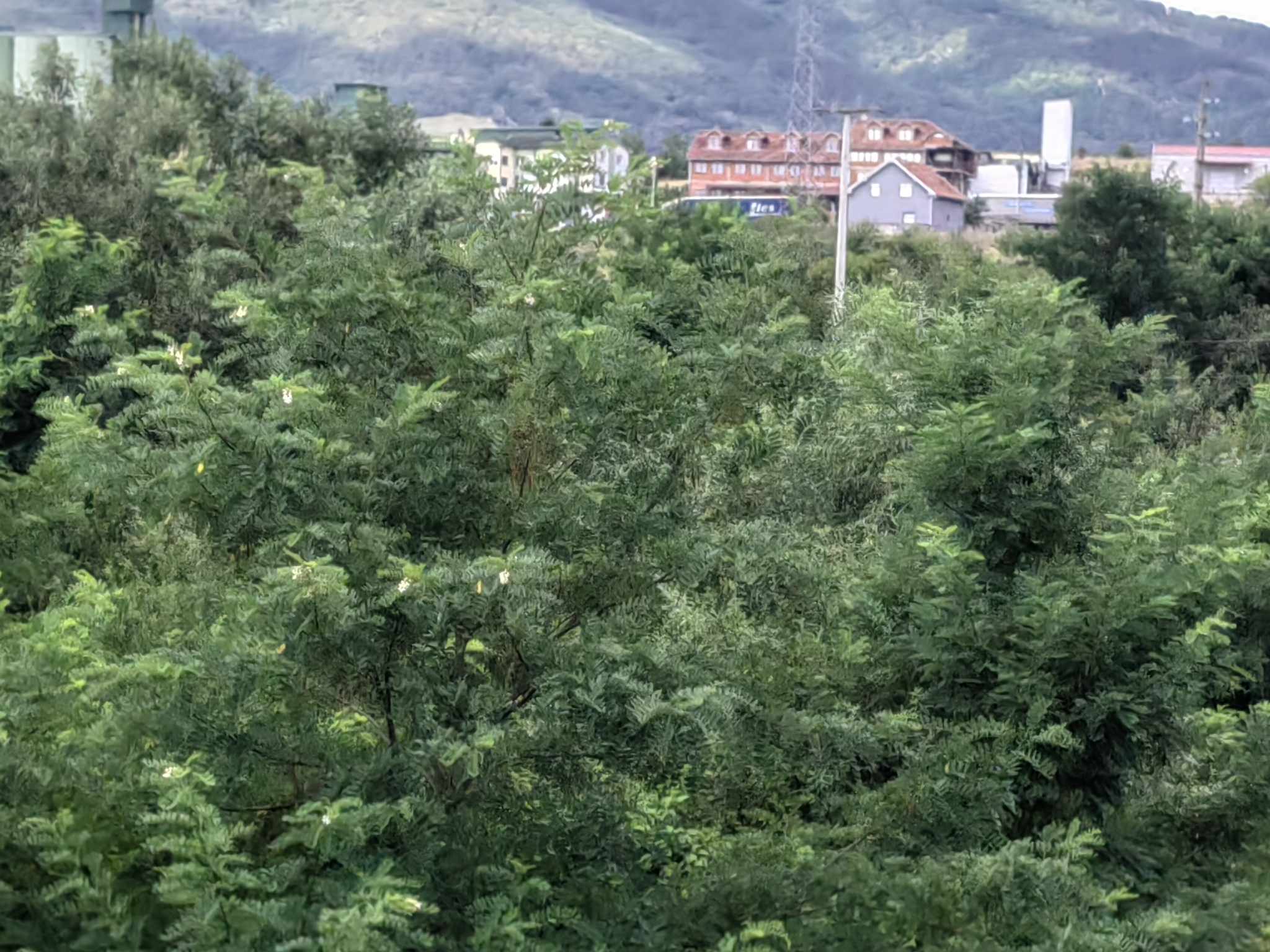 Bagrem procvjetao na Svetog Iliju