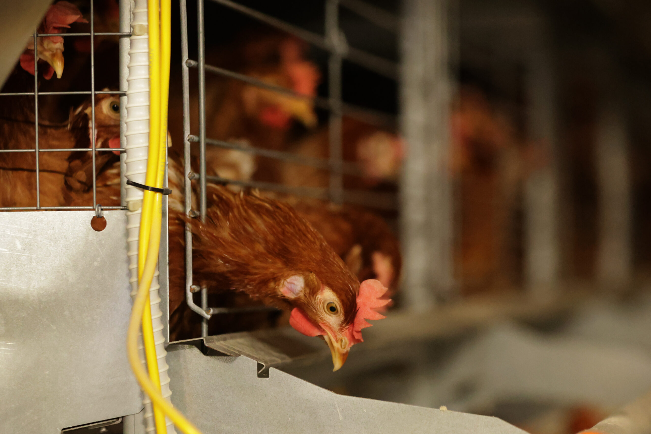 Kokoške isprljale izmetom stepenište, a onda su porodični odnosi eskalirali