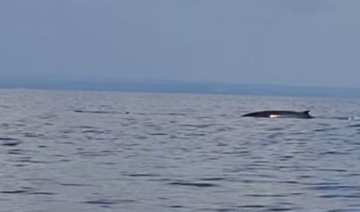 U Istri snimljeni kitovi čija težina može ići i do 100 tona