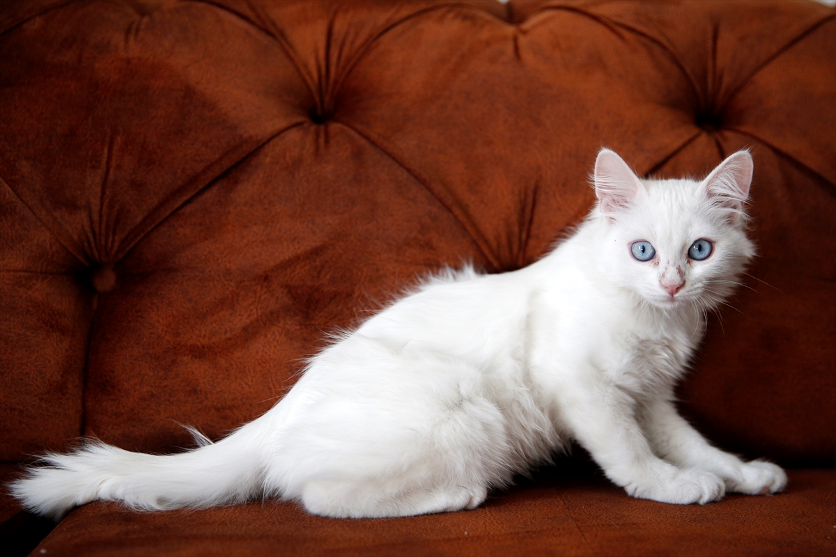 Ako mačka dođe i legne vam na stomak, to znači samo jedno