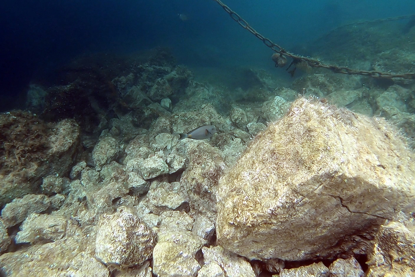 U hrvatskom Јadranu prvi put se pojavila riba "Hirurg"