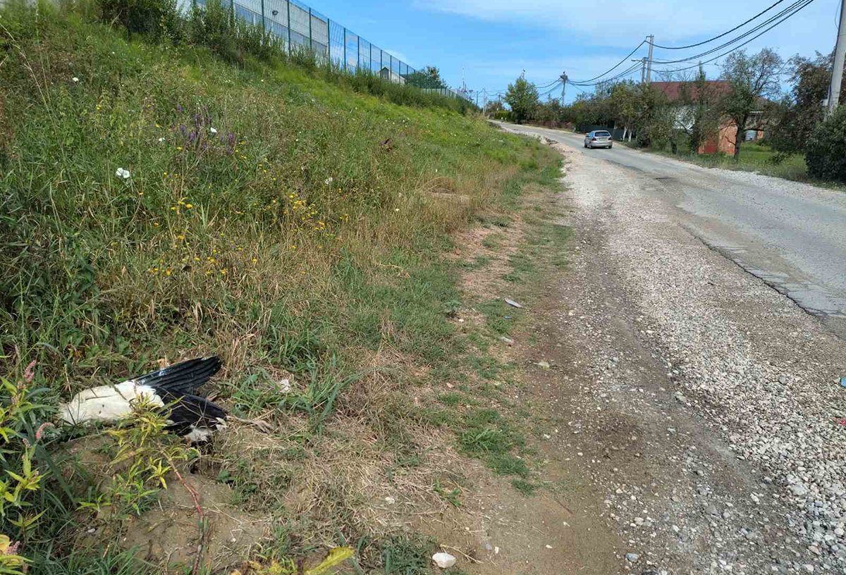 Nikog ne interesuje POMOR RODA: Strvine se raspadaju pored puta