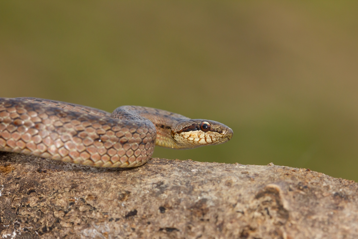 Zmija na pješačkom prelazu u Mostaru