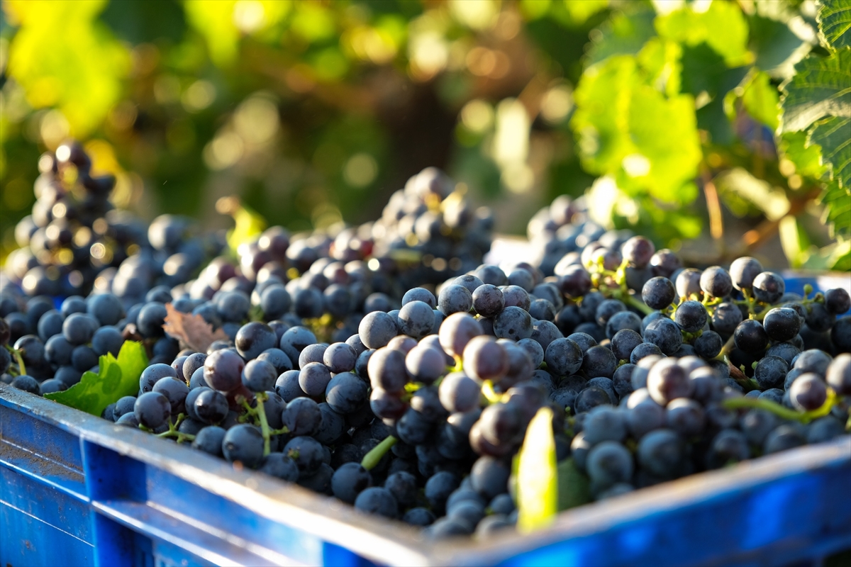 Toplo vrijeme donosi nove izazove hercegovačkim vinogradarima