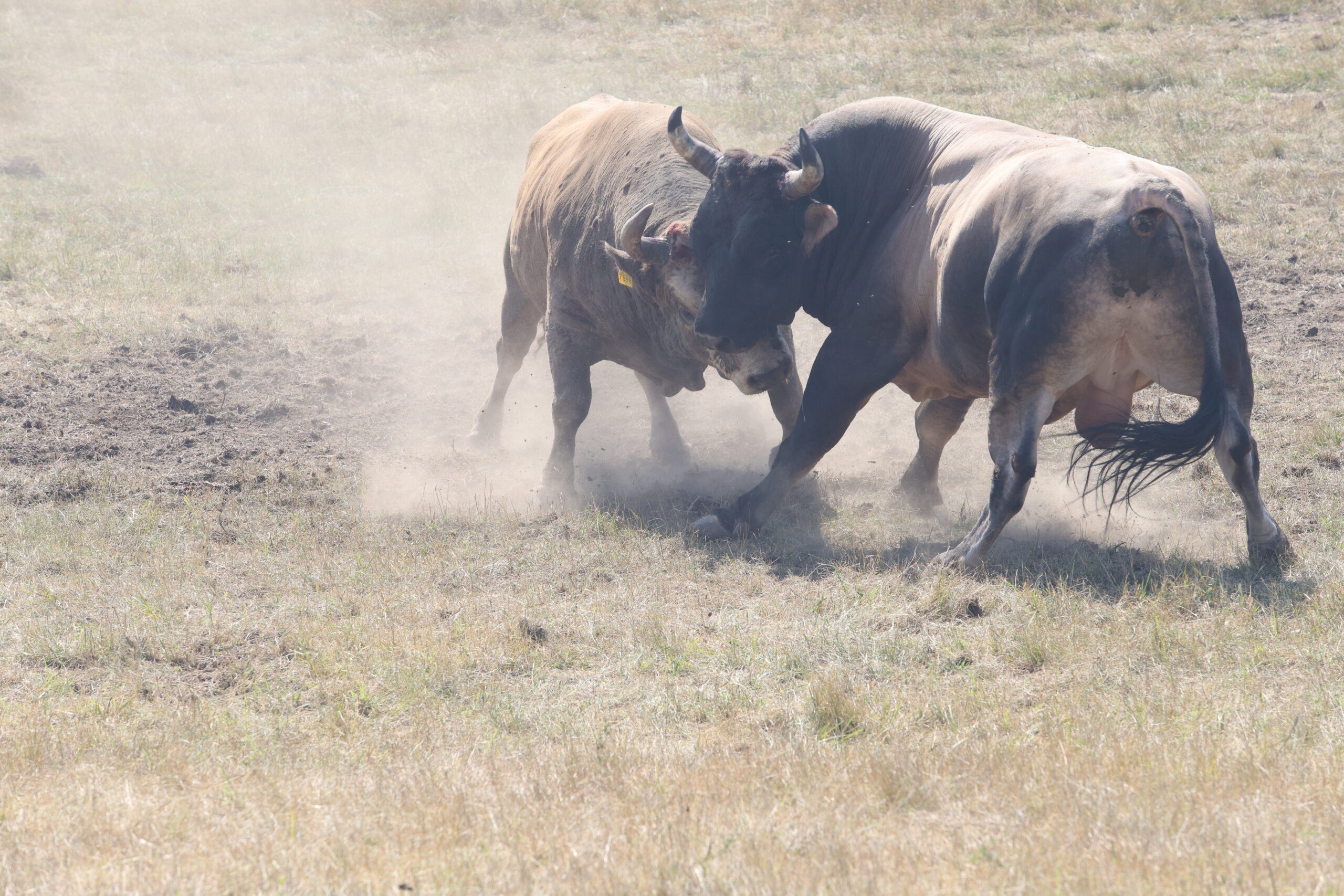 Bik na aukciji dostigao cijenu stana u Banjaluci