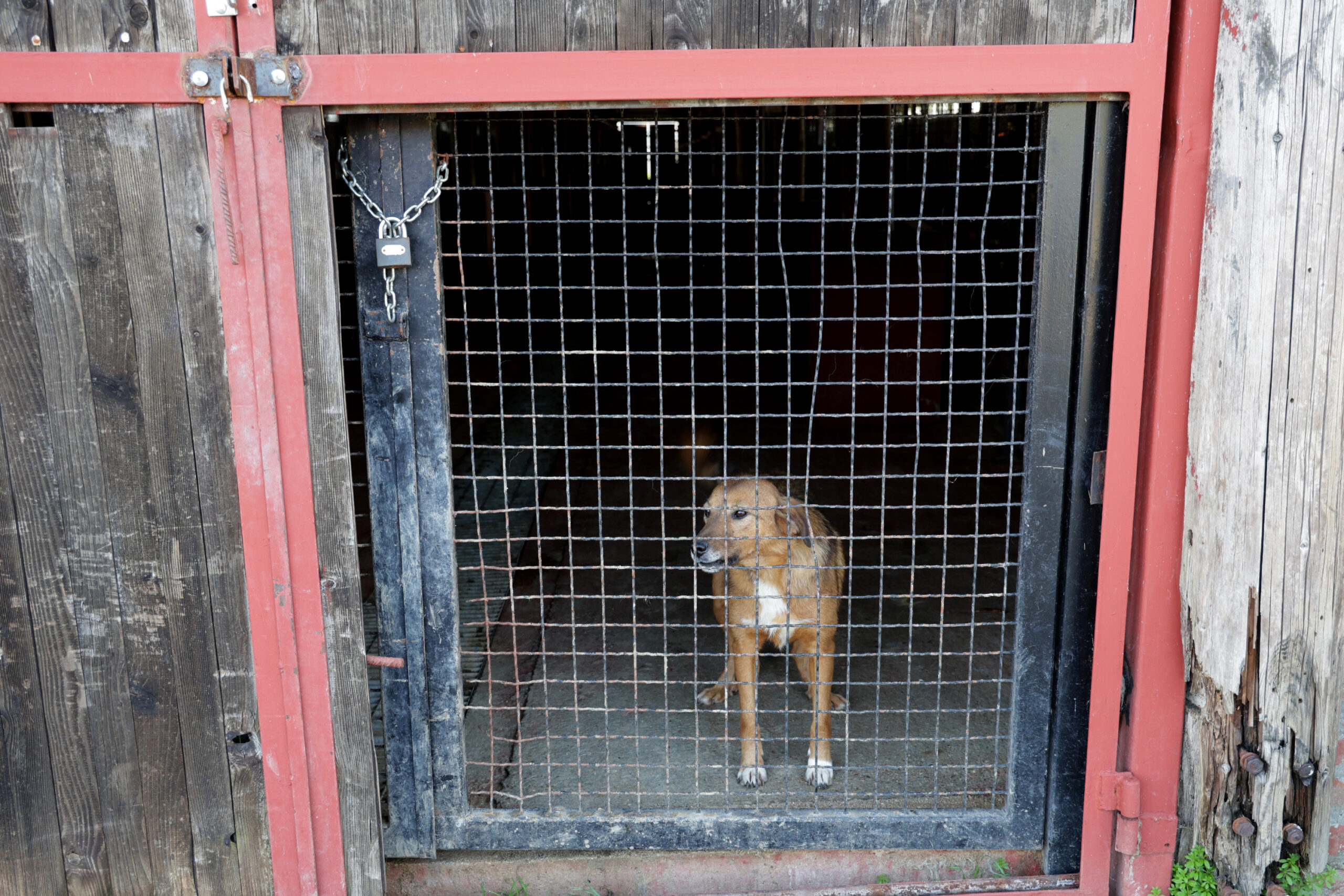 Srpskainfo na Manjači u azilu za pse