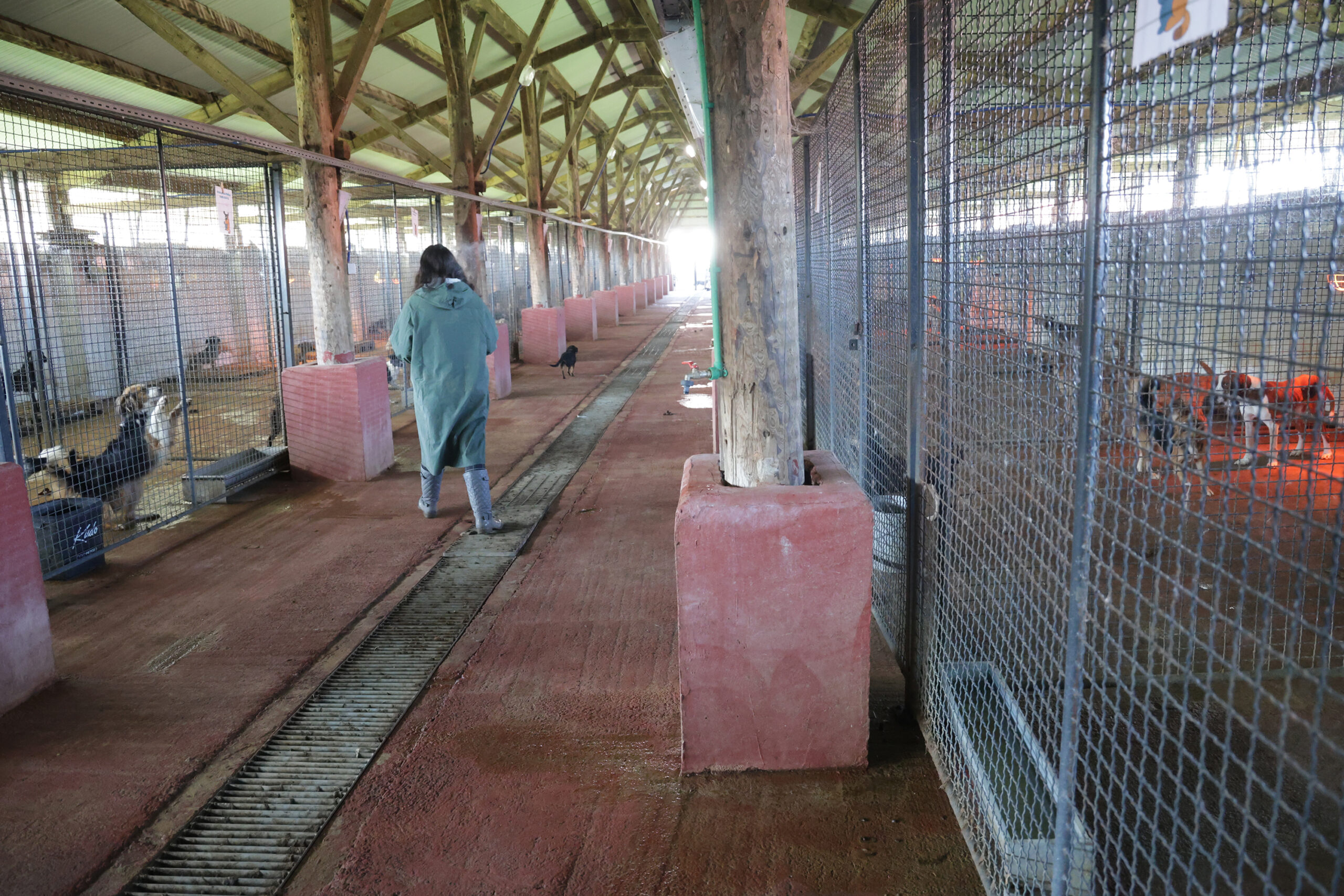 Srpskainfo na Manjači u azilu za pse