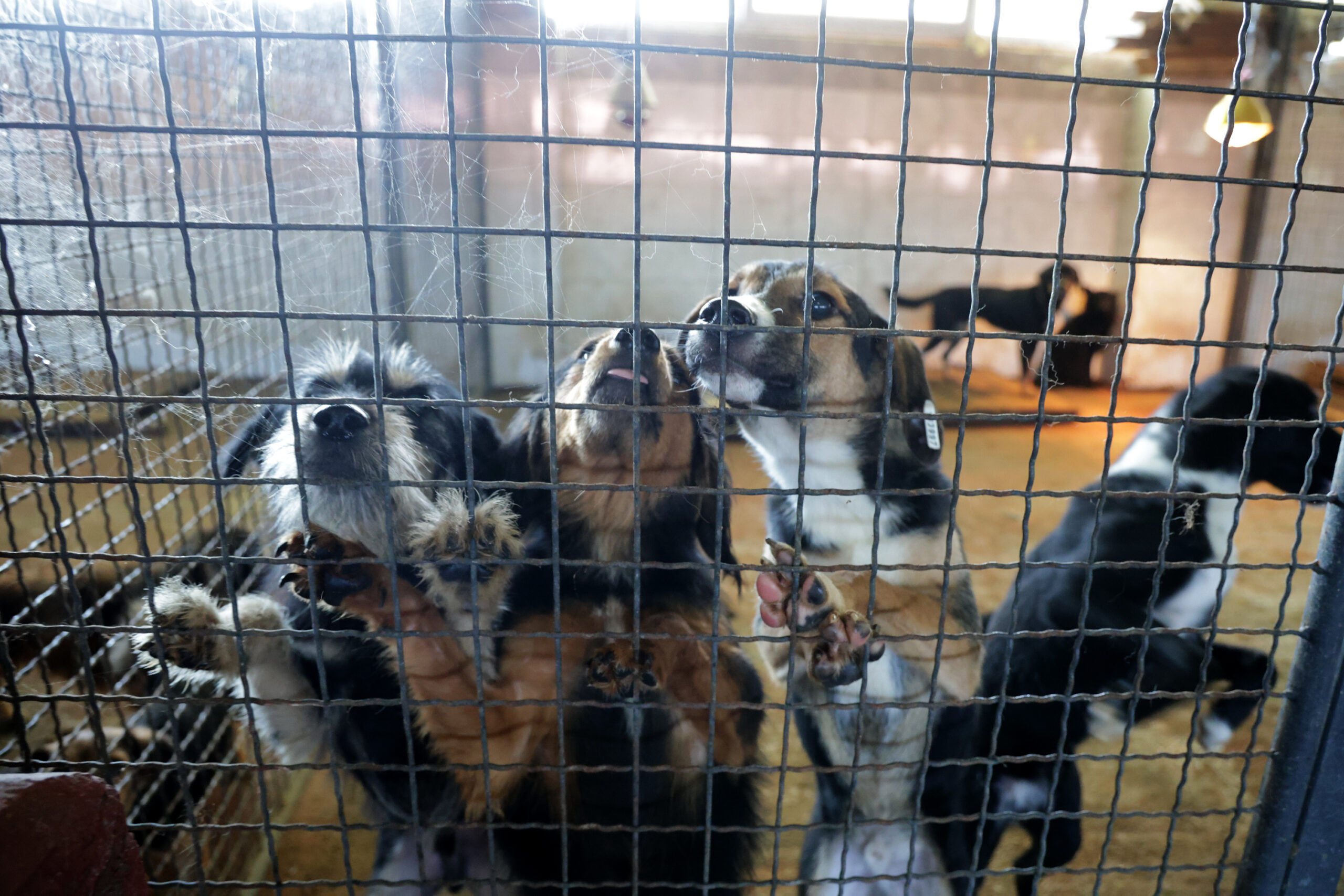 (FOTO) Dođite, prošetajte psa, pitajte sve što vas zanima: U subotu će se u azilu na Manjači sa ...