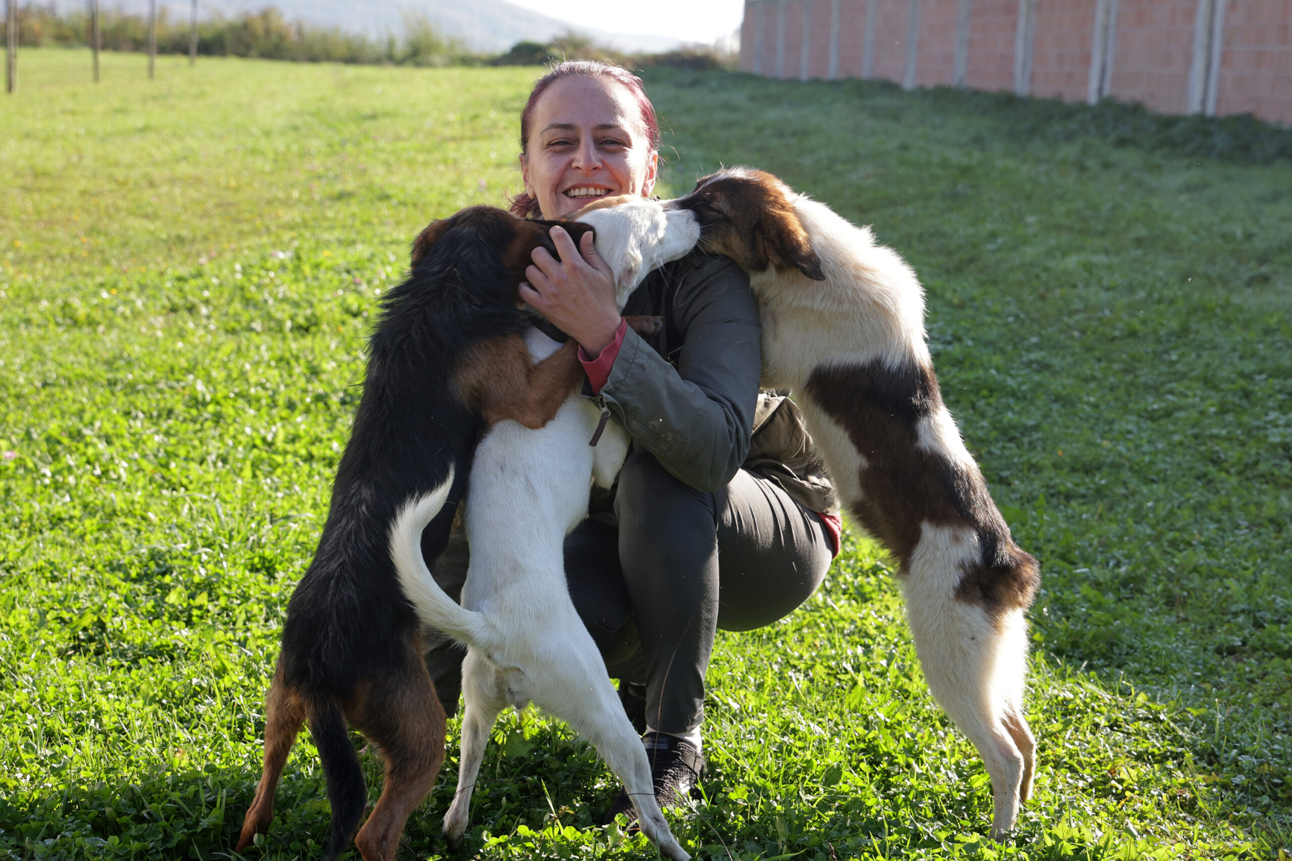 Dok je azil na Manjači bio zatvoren, psi su se mučili