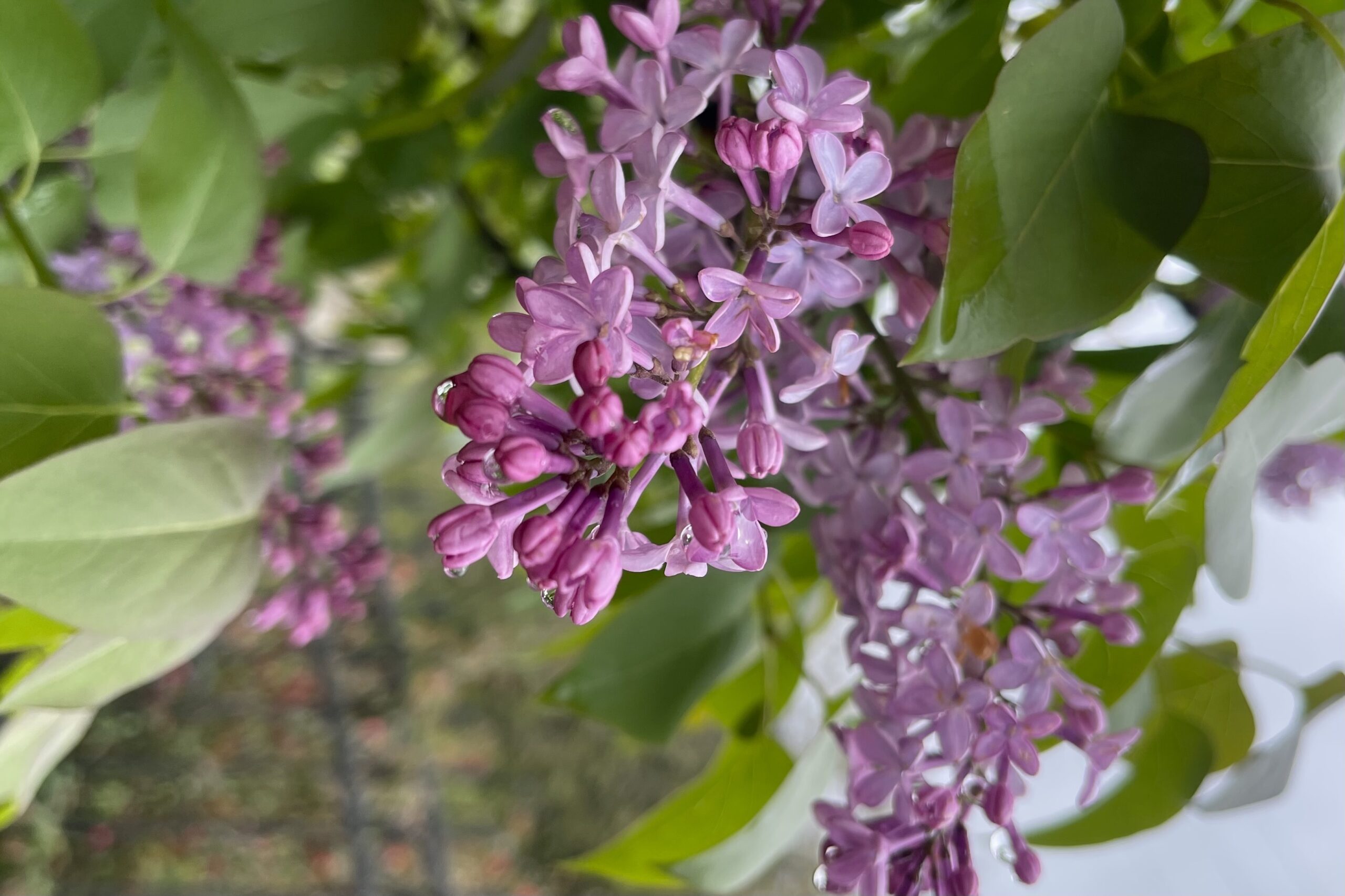 Evo šta označava ljubičasti, a šta bijeli jorgovan