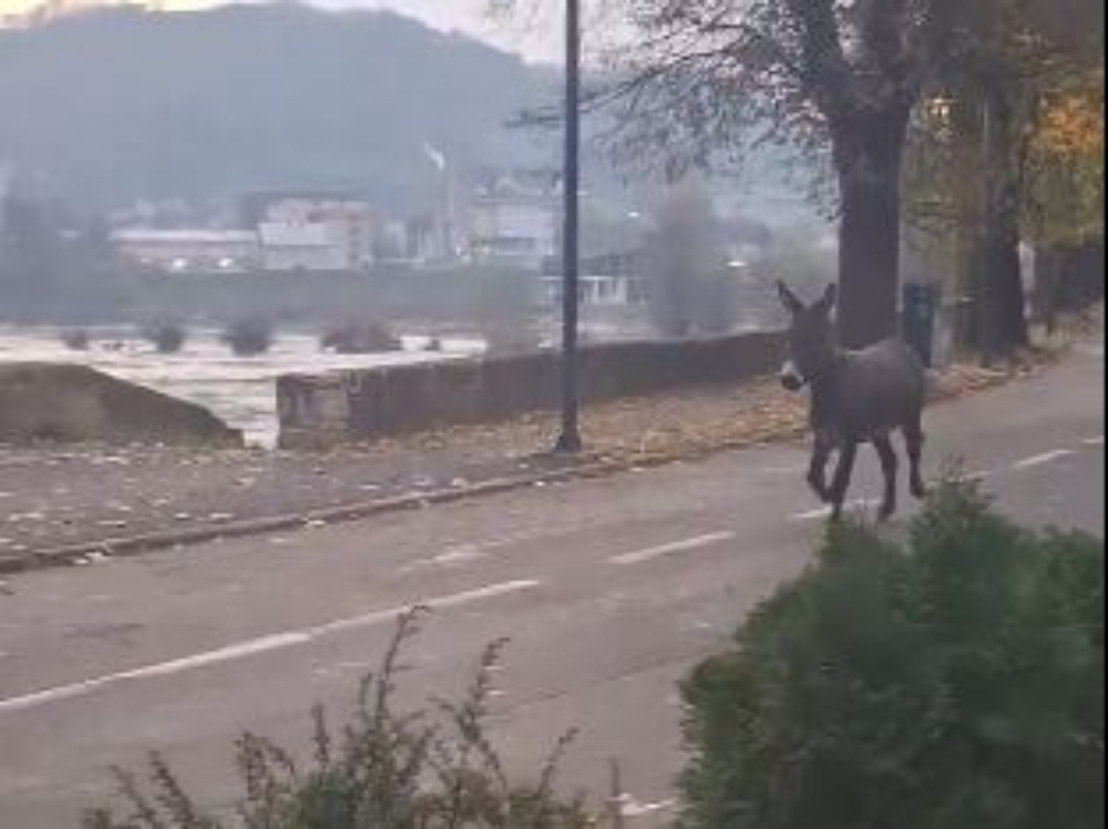 Magarac lutao Novim Gradom