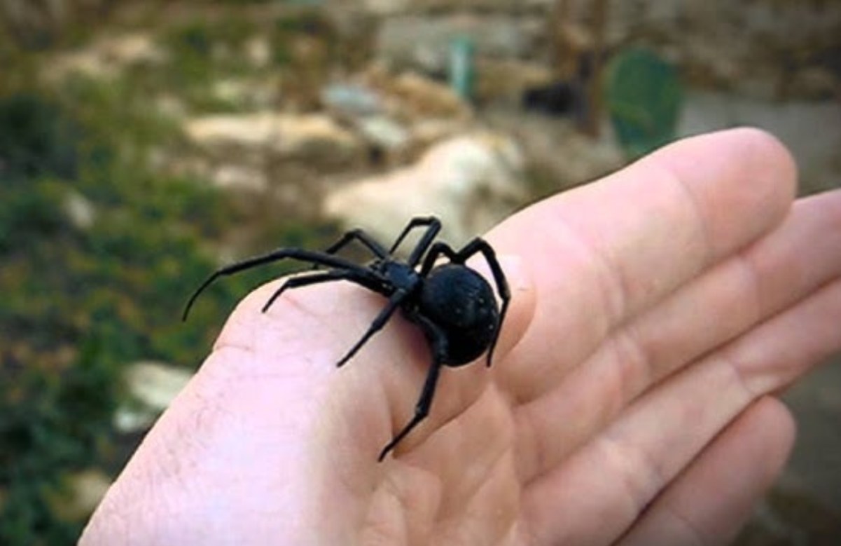 Dječak (8) dao da ga ugrize crna udovica da bi postao Spajdermen