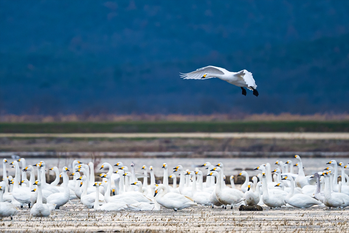 (FOTO) PRIZOR ODUZIMA DAH Mali labudovi stigli na zimovanje na jezero ...