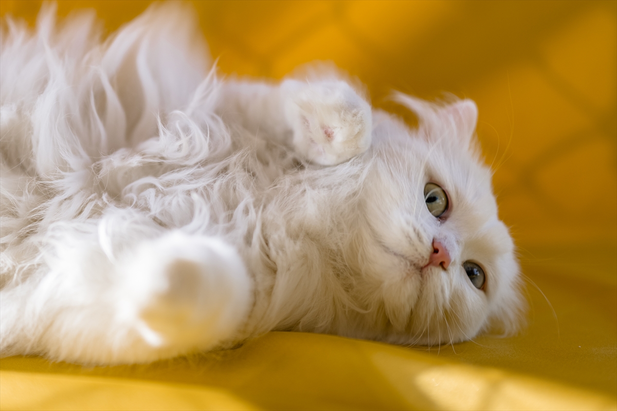 Mačka u kući pravi haos, probajte ovaj trik i biće sve mnogo bolje