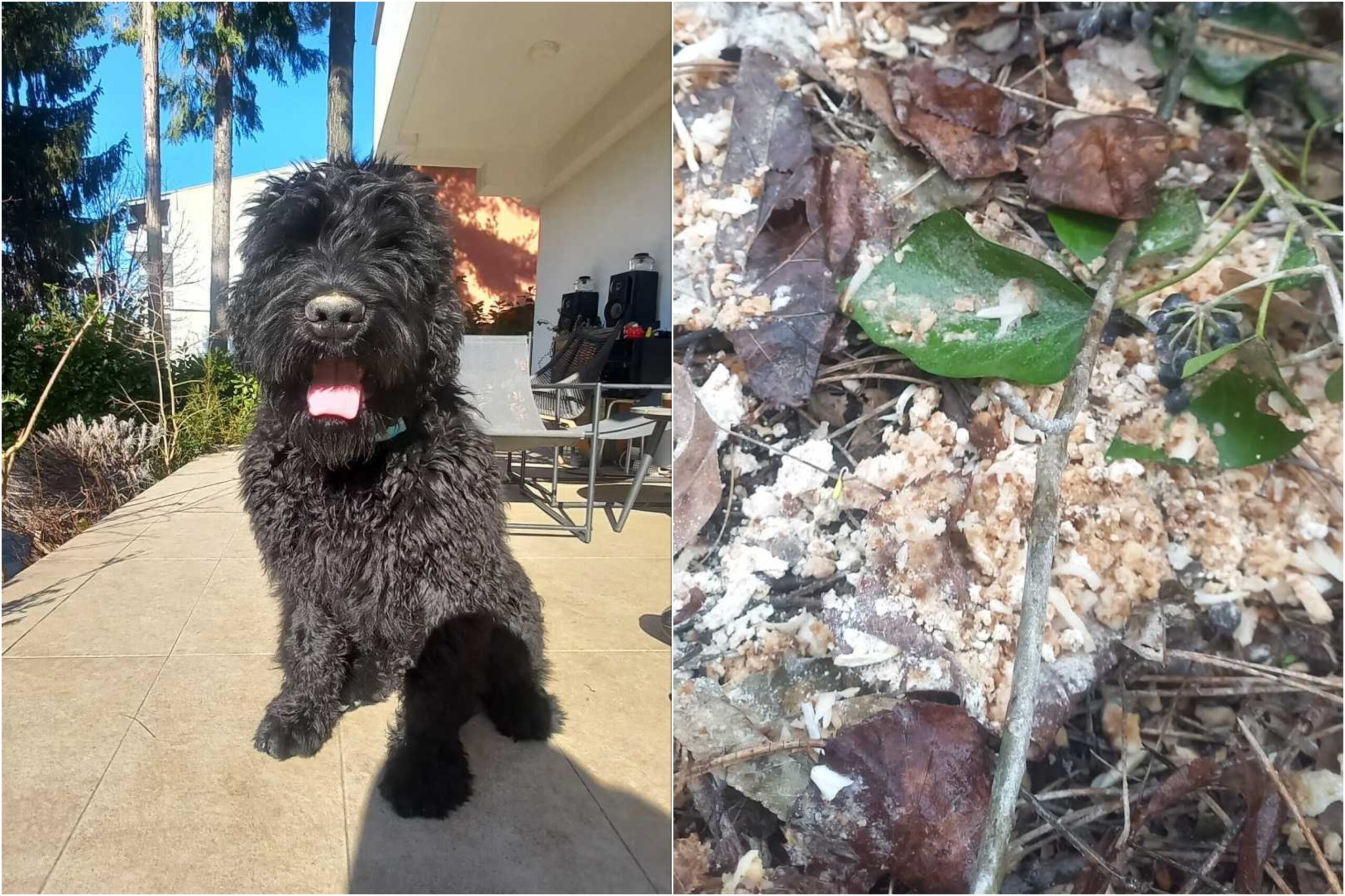 Horor u Banjaluci, na poznatom izletištu otrovana 4 psa