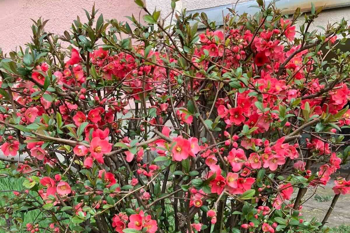 Evo kako uzgajati japansku dunju i iskoristiti njene aromatične plodove