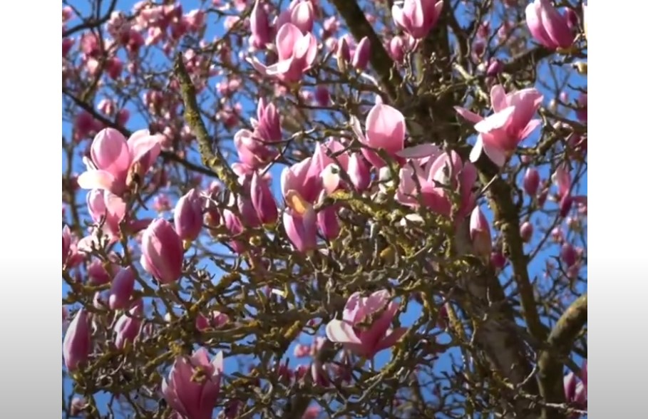 Magnolije, ovo je sve što treba da znate o njima