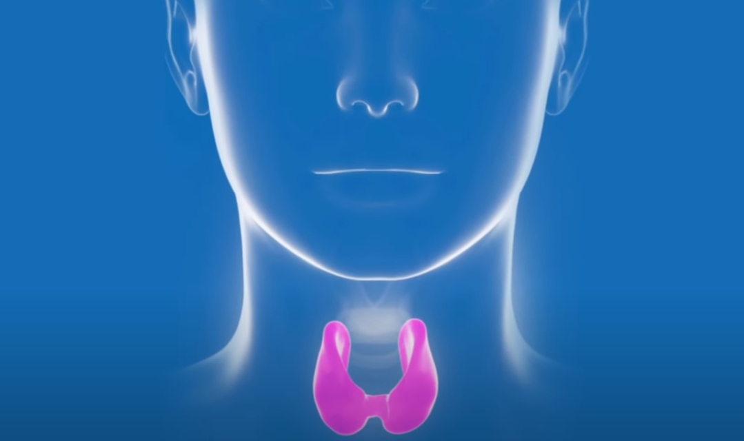 Kako prepoznati da li vam štitna žlijezda radi usporeno ili ubrzano