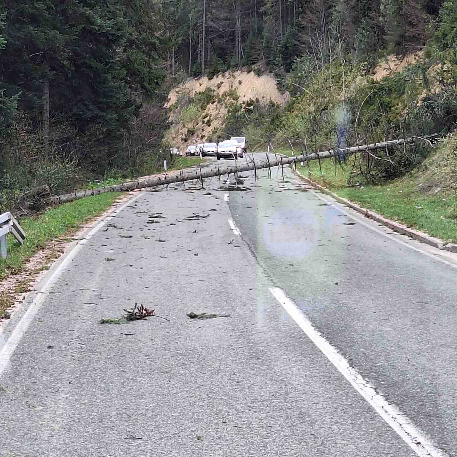 Jak vjetar oborio stablo na putu prema Čađavici i ljuljao automobile