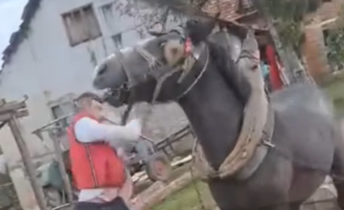 Identifikovani nasilnici iz Prijedora koji su tukli konja