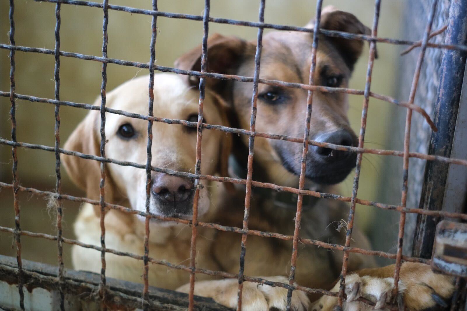 Iz Gradske uprave o stanju u azilu na Manjači