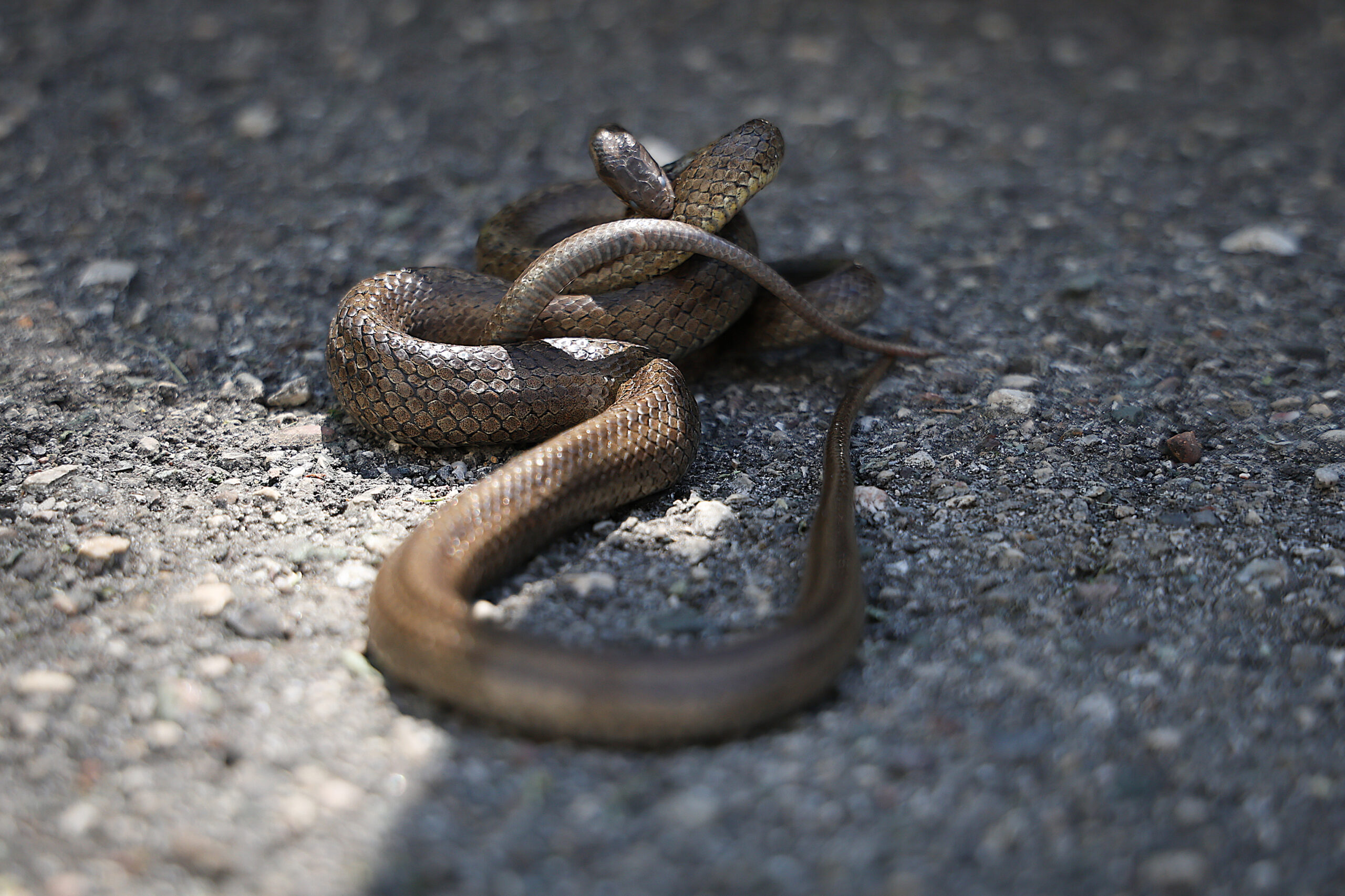 Čovjeka ujela zmija usred centra grada, očevici sve slikali