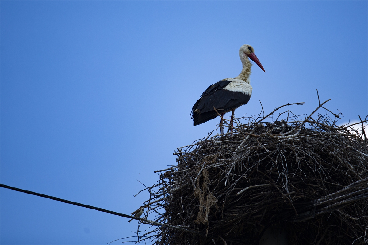 Gnijezda roda na Romaniji privlače posebnu pažnju