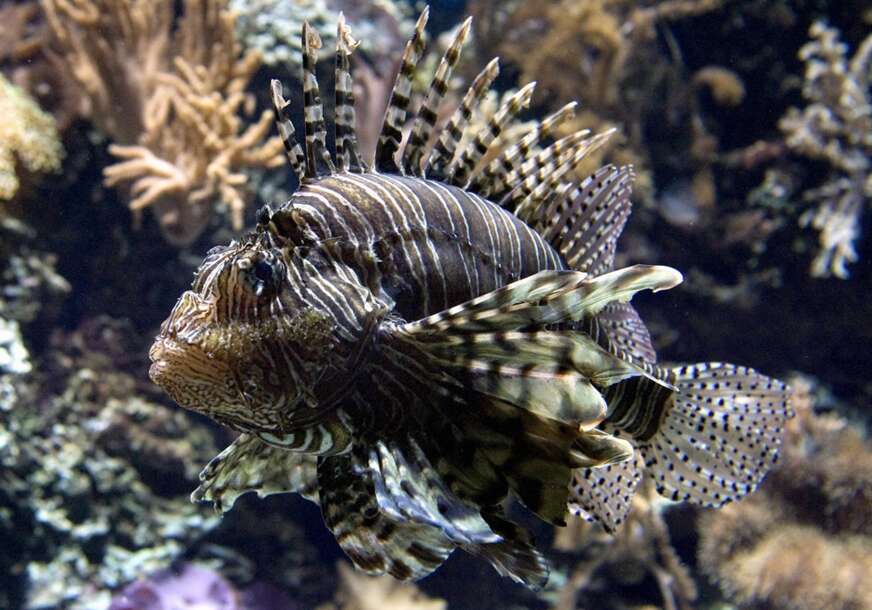 Ako vas ujede riba lav ili vatrenjača odmah uradite ovo, a onda ...