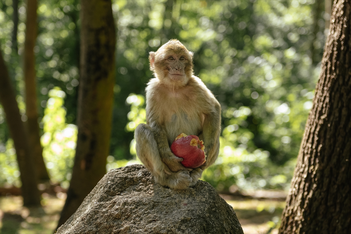 (FOTO) Preko 200 makakija slobodno se kreće kroz šumski park: Planina ...